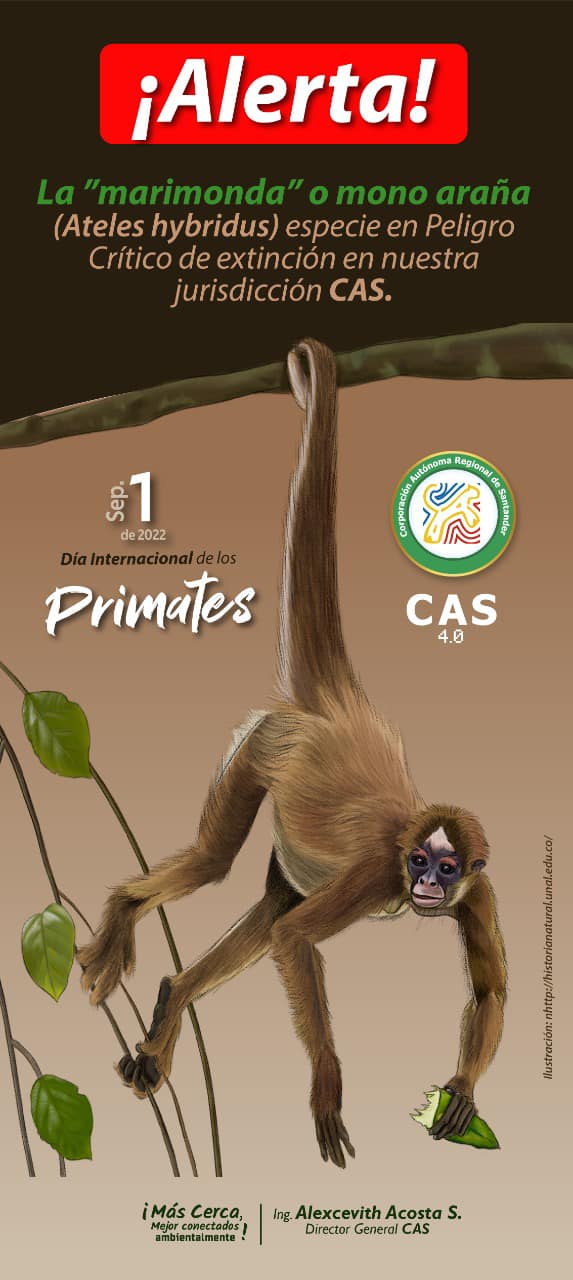 Día internacional del primate – Corporación Autónoma Regional de ...